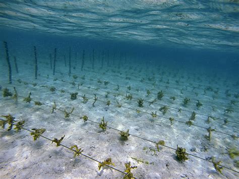 Sustainable Seaweed Farming In Solomon Islands Kslofliving Oceans Foundation