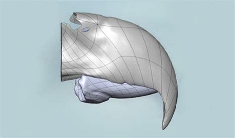 Bald Eagle Gets 3d Printed Beak Prosthesis Print 3d