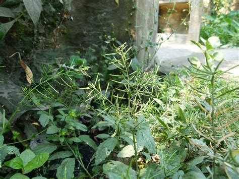 Rorippa Eflora Of India