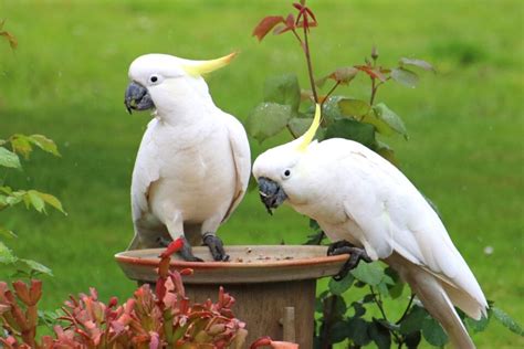 How Much Do White Cockatoos Cost At William Fetters Blog
