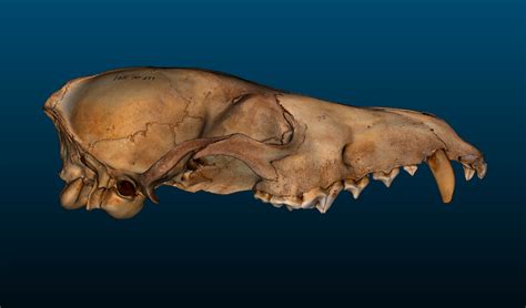 Tactile Education And The Value Of Apples Object Capture For Museum