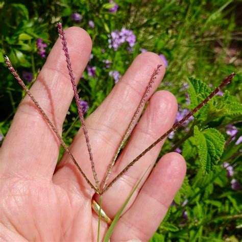 Bermuda Grass 101 Plantersdigest