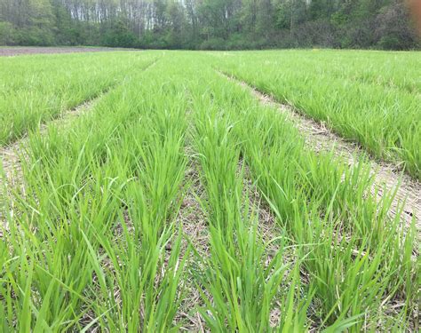 Rc Big Rock Switchgrass Pure Live Seed Albert Lea Seed