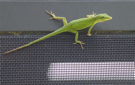 C Mo Cuidar A Su Lagarto Anolis Verde
