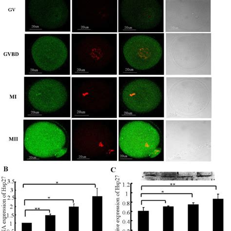 Immunofluorescence Staining Of Cleaved Caspase 3 In Oocytes After
