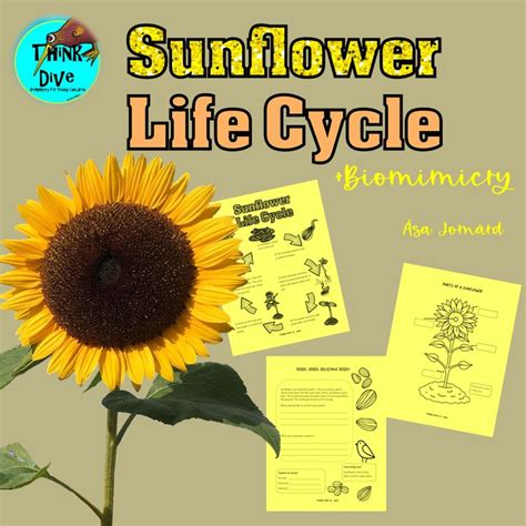 Sunflower Life Cycle Biomimicry Project Based Learning Steam Ngss