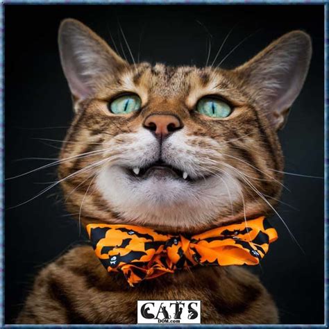 Bengal Cat Guide 2024
