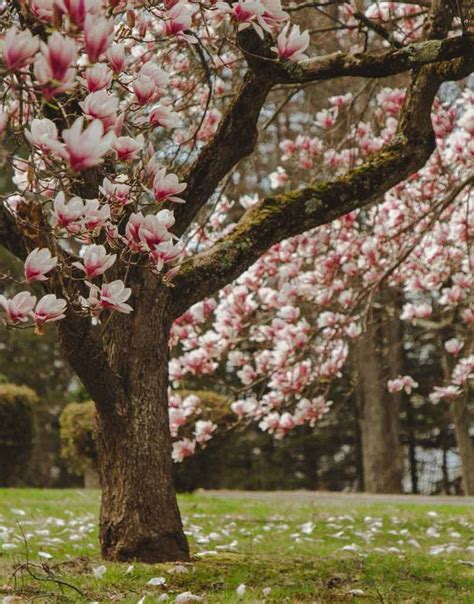 Magnolia Tree Definitive Guide Types Planting And Care Artofit