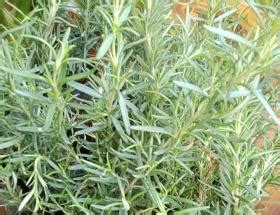 Rosmarinus Officinalis Leaf Extract | Rosemary Leaf Extract | INCIGuide