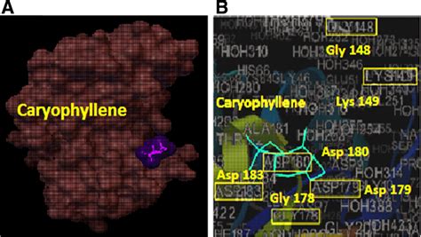 A B Docking Pose Of Model Tpp With Phytochemical Rutin Caryophyllene