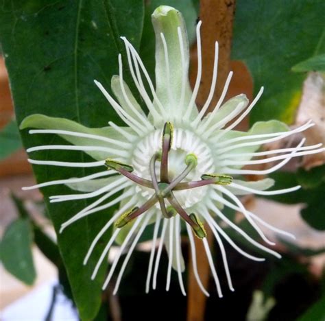 Passiflora Misera