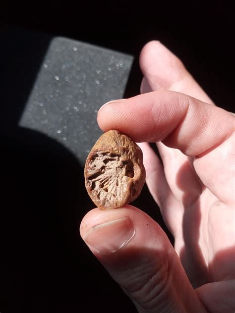 Soft Tissue Fossil R Fossilid