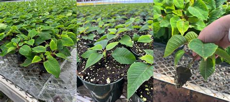 Poinsettia Production Caes Field Report