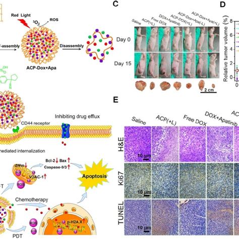 A The Formation And Light Triggered Decomposition Of Versatile