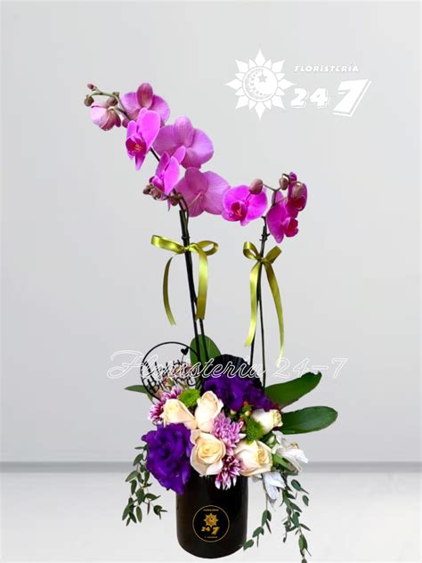 Planta De Orquídeas Floristeria 247