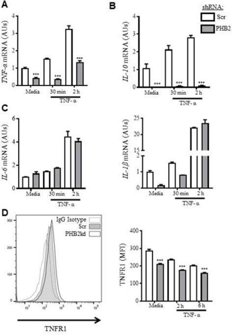 The Prohibitin Complex Regulates Macrophage Fatty Acid Composition Plasma Membrane Packing And