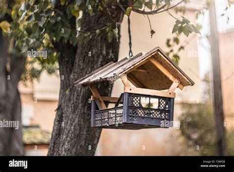 Handmade Bird Feeder Hung On Tree Branch Stock Photo Alamy