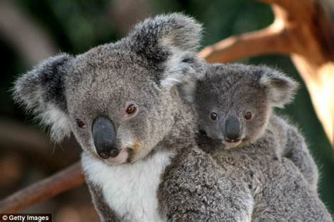 Australia Koala Population On The Brink Of Extinction Daily Mail Online
