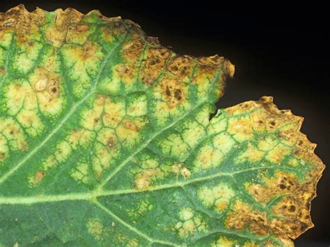 What Does Magnesium Deficiency In Plants Look Like At Rose Thyer Blog