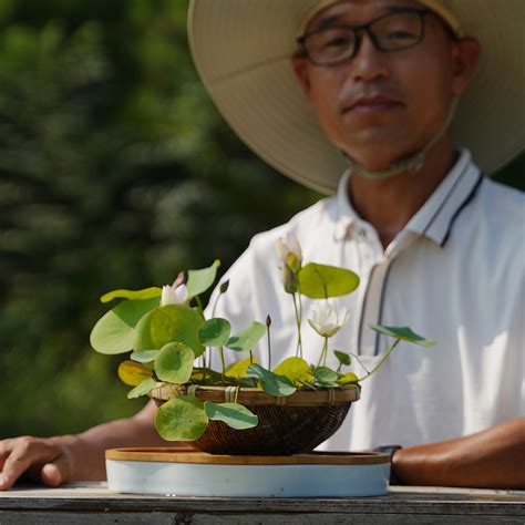 白衣点绛唇周劲松水生荷花水养裸根花卉庭院阳台碗莲种藕苗 虎窝淘