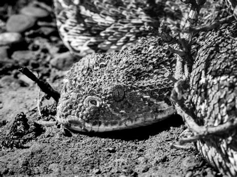Camouflaged Puff Adder Bitis Arietans In Habitat Stock Image Image