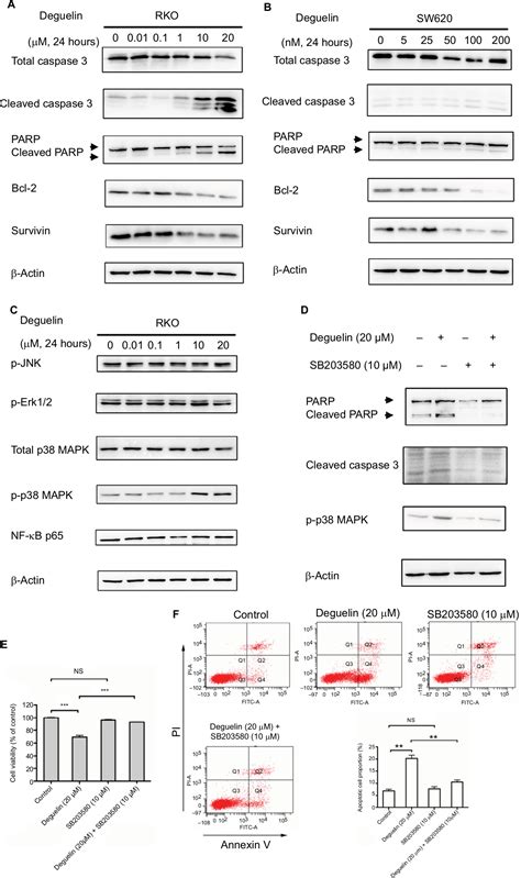 Deguelin Induces Apoptosis In Colorectal Cancer Cells By Activating Th
