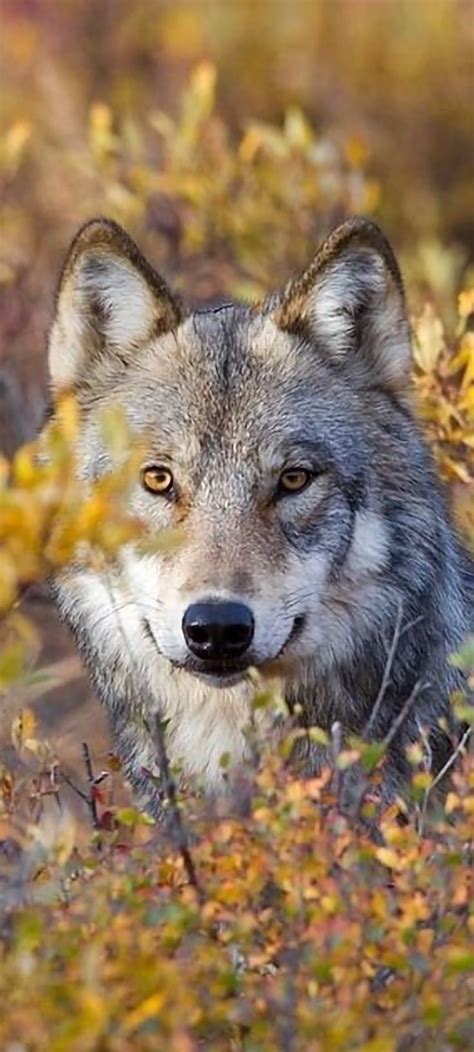 Majestic Wolf In Autumn Forest Gray Wolf Fall Season Wolf In Fall