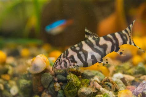 Do Yoyo Loach Eat Snails Lets Explore This In Depth