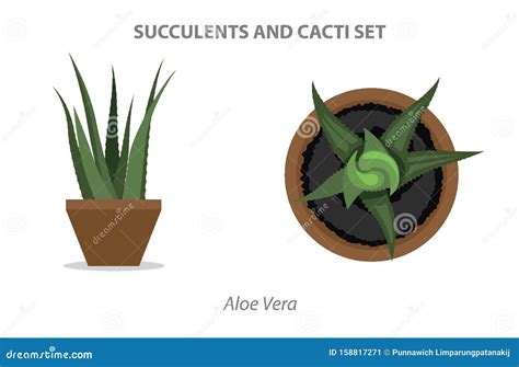 Aloe Vera Succulent Und Cacti Set Vector Illustration Vektor Abbildung