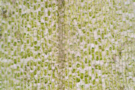 Estructura Celular Hydrilla Vista De La Superficie De Hoja Que Muestra