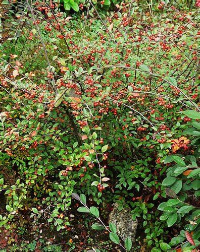 Cotoneaster Franchetii Cotoneaster Franchettii Grey Cotoneaster