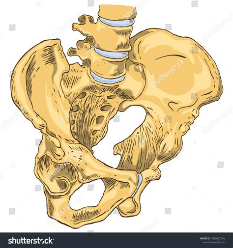 Vector Illustration Pelvic Girdle Medical Vector Stock Vector Royalty