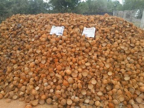 Brown Dry Coconut Shell Packaging Type Open Load At ₹ 37kg In Mettur