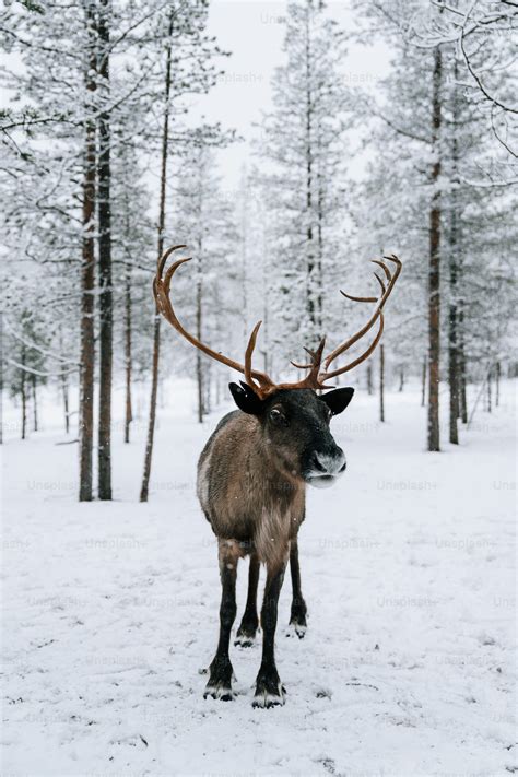 장엄한 순록이 눈 덮인 숲에 서 있습니다 사진 Unsplash의 여행하다 이미지