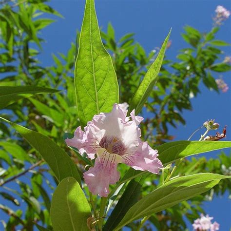 Pink Dawn Chitalpa Tree Star Nursery Garden And Rock Centers