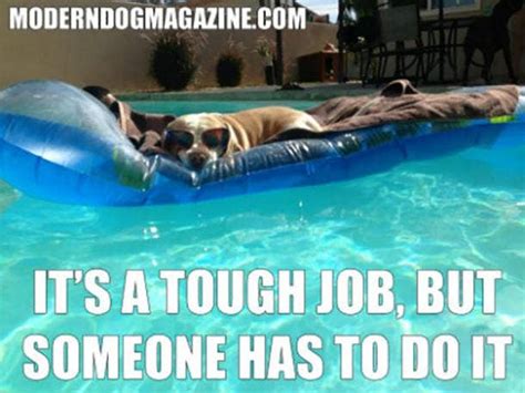 50 Funny Pool Memes To Get You Excited For The First Day Of Summer Yourtango