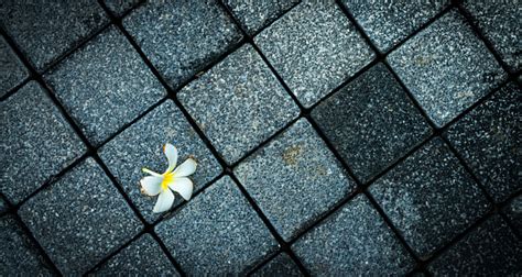 꽃 빈 검은색과 회색 콘크리트도 시 든 사망 및 죽음 배경 거친 바닥에 시 든된 Plumeria 꽃의 최고 보기 생활의 끝입니다