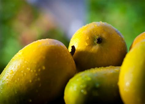 Alphonso Vs Kesar Mango Desi Fresh Foods