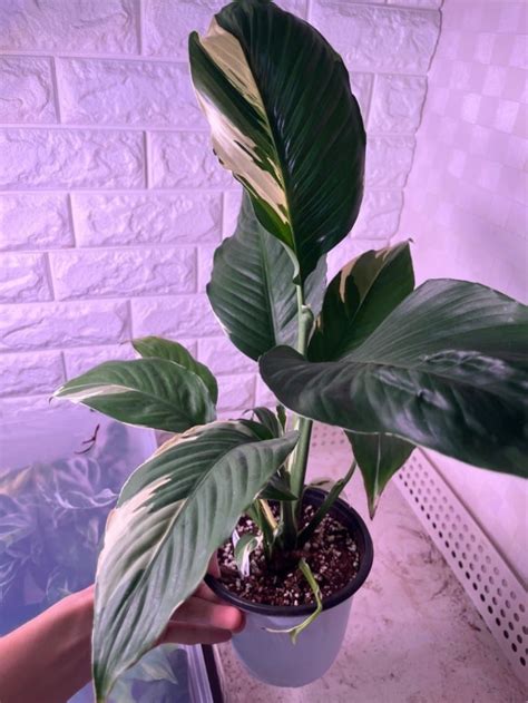 🌿 공기정화식물로 유명한 ‘스파티필름의 종류 개화 꽃 피우기 잎 끝이 갈색 번식 및 식물 키우는 방법