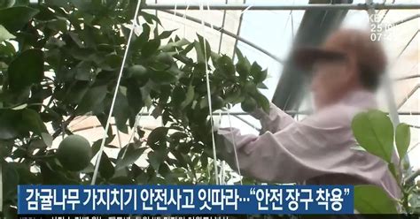 감귤나무 가지치기 안전사고 잇따라 안전 장구 착용”