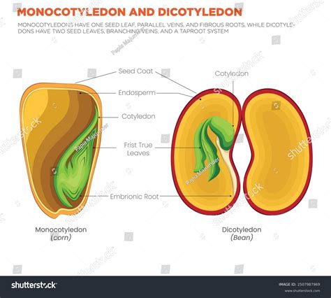 Monocotyledons Have One Seed Leaf Parallel Stock Vector Royalty Free
