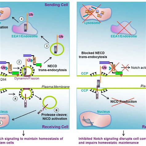 A Model For The Regulation Of Notch Signaling By Epsin Mediated Notch