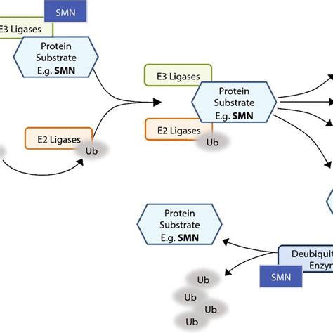 Diagrammatic Representation Of The Ubiquitin Pathway And The