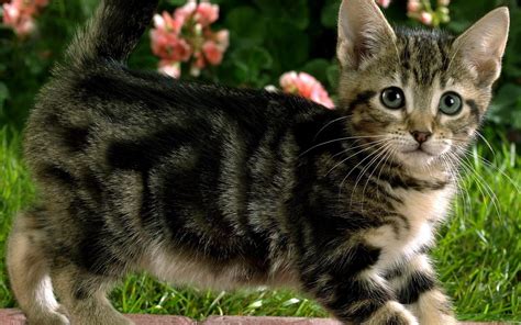 Wallpaper Kitten Grass Striped Flowers 1920x1200 Goodfon