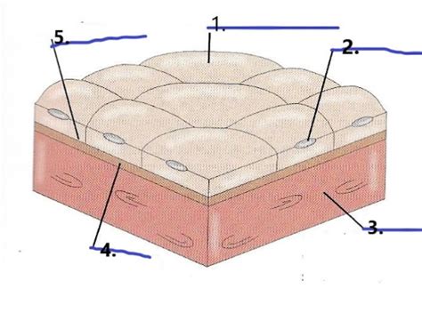 Simple Squamous Epithelium Diagram Quizlet