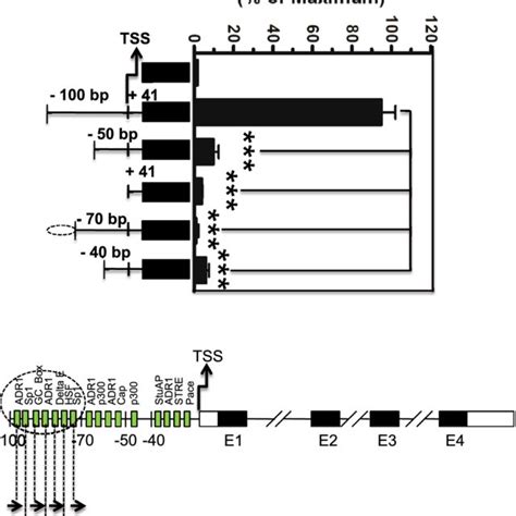 Conserved Noncoding Sequences Amplify The Transactivation Of Proximal