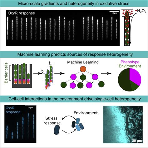 Phenotypic Heterogeneity In The Bacterial Oxidative Stress Response Is