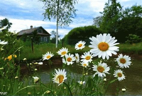 Создать мем пейзаж с ромашками лето ромашки ромашковое поле Картинки Meme