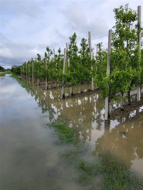 Coldiretti Conta Dei Danni Dopo L Alluvione Da Frutta A Grano