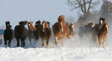 13 Best Asian Horse Breeds Images On Pinterest Beautiful Horses